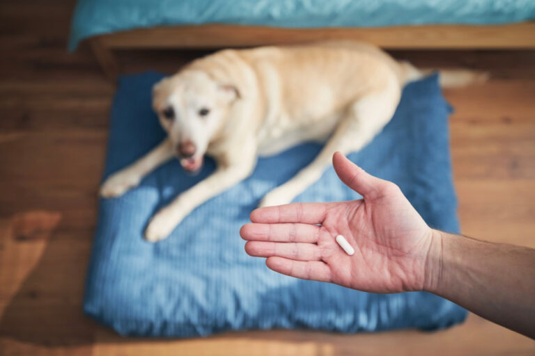 À savoir sur les anti-inflammatoires pour chiens