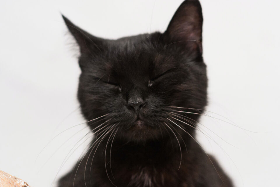 Idée de nom de chat mâle noir : quel prénom choisir pour un chat noir