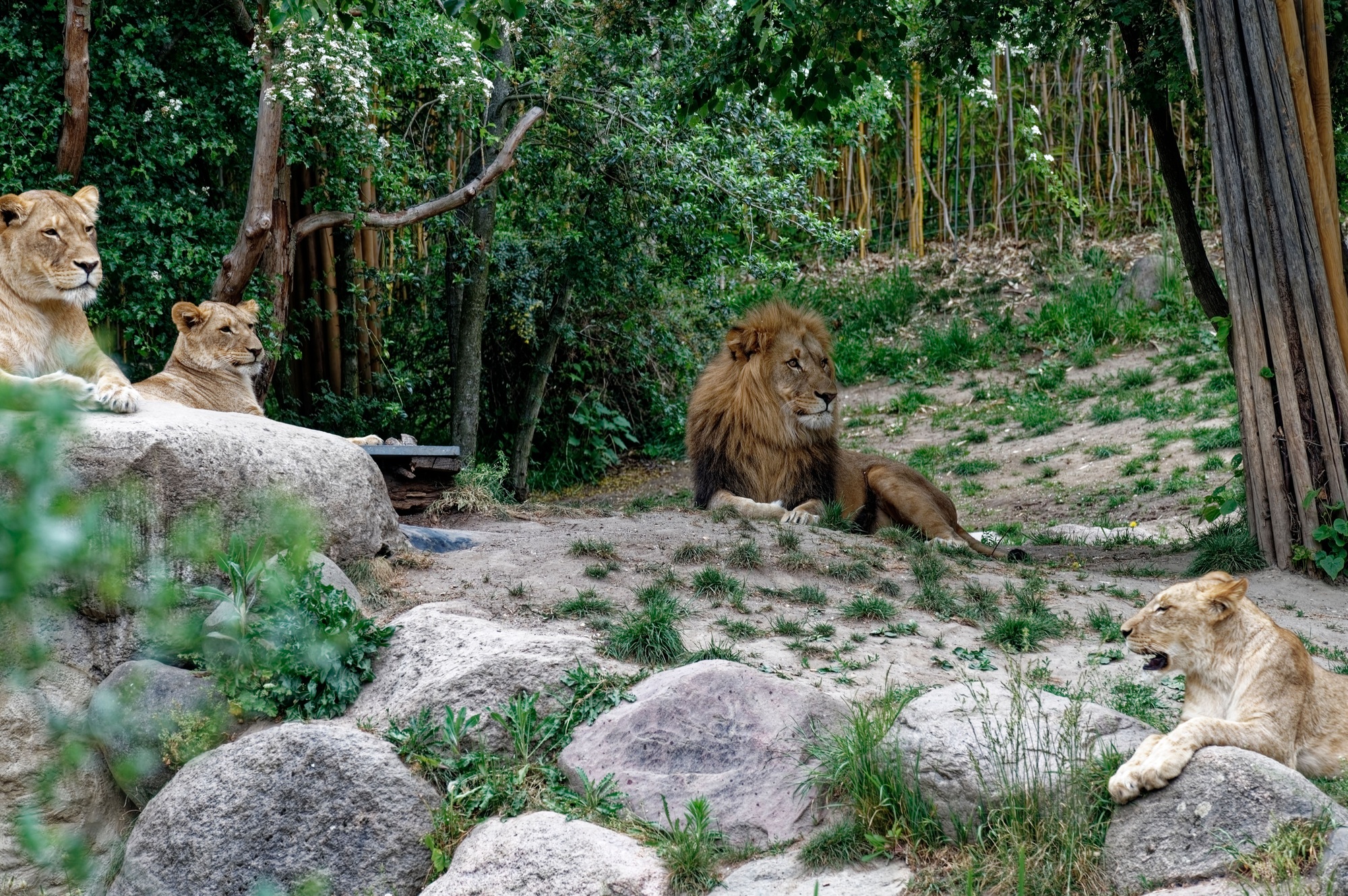 20 ans de formation de soigneur animalier en parc zoologique : impact sur les zoos