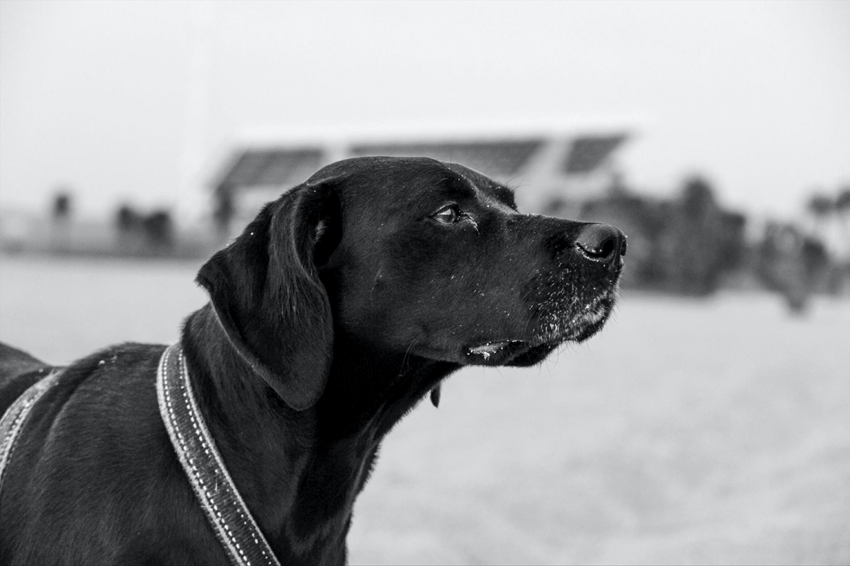 Nom De Chien Femelle Noir Quel Pr nom Choisir Pour Une Chienne Noire